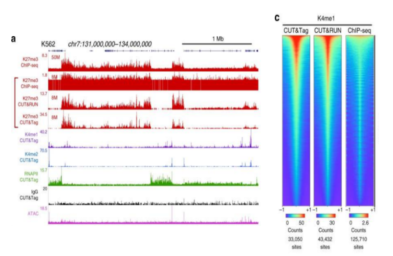 CUT&RUN技术：精准解码蛋白质-DNA互作的新一代表观遗传学工具