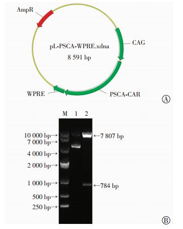 文献解析|PSCA-CAR T细胞疗法在转移性去势抵抗性前列腺癌中的突破性进展：Ⅰ期临床试验解析
