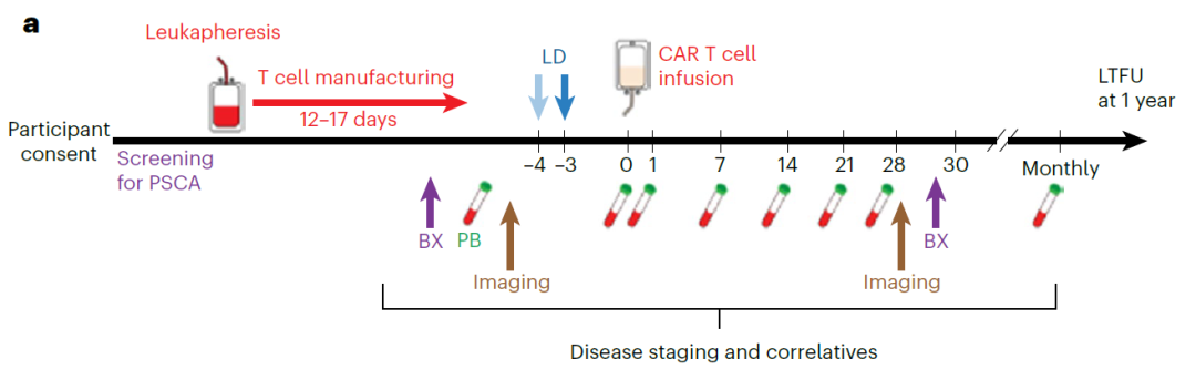 文献解析|PSCA-CAR T细胞疗法在转移性去势抵抗性前列腺癌中的突破性进展：Ⅰ期临床试验解析