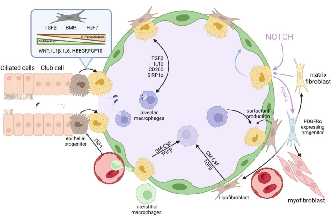 文献解析|肺腺癌上皮细胞状态图谱与可塑性机制