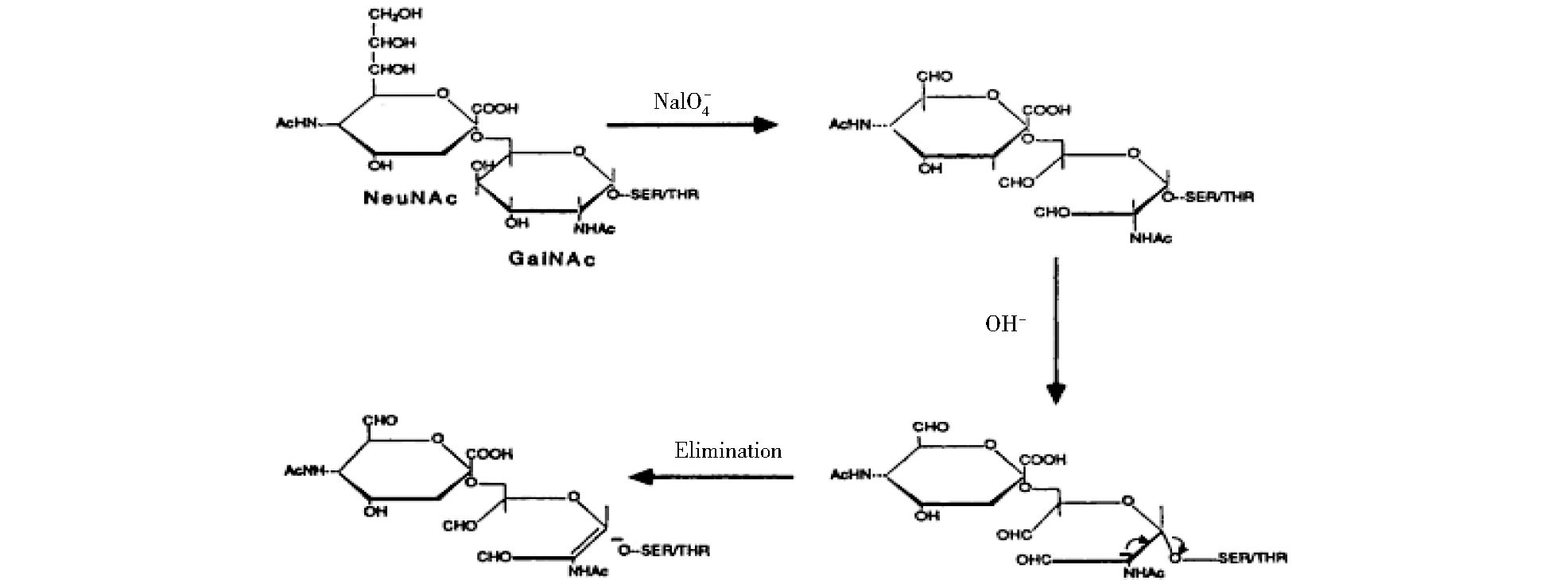 糖苷内切酶H（Endo H）的分子机制与生物学应用研究
