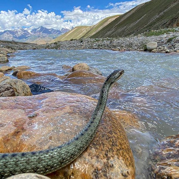 蛇生存适宜的温度，蛇怕热还是怕冷 - 心流